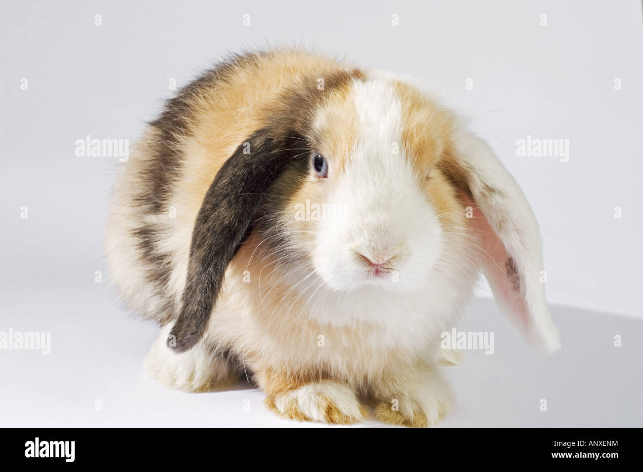 Lop eared dwarf rabbit cut out hi-res stock photography and images - Alamy