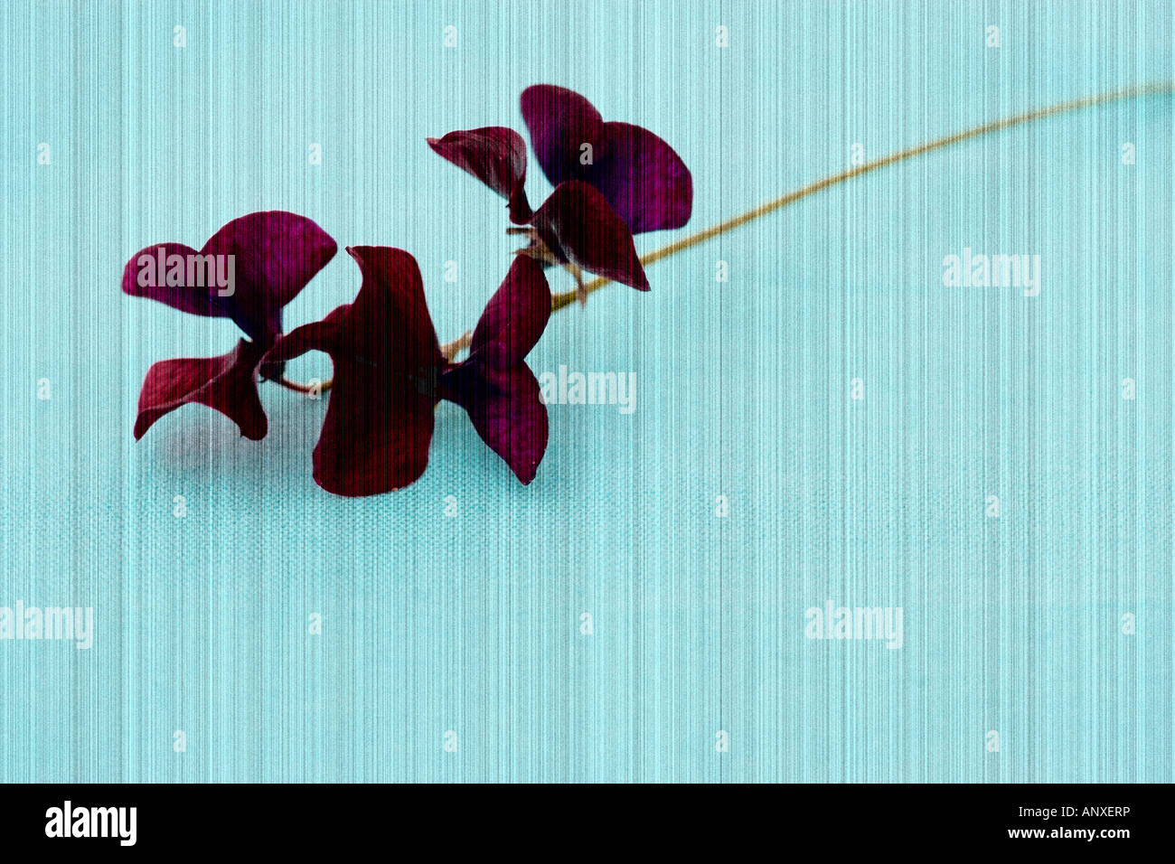 Maroon stem hi-res stock photography and images - Alamy