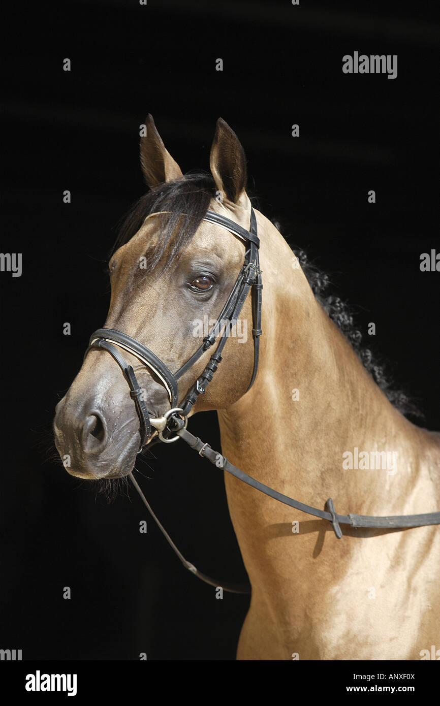 Akhal tekes hi-res stock photography and images - Alamy