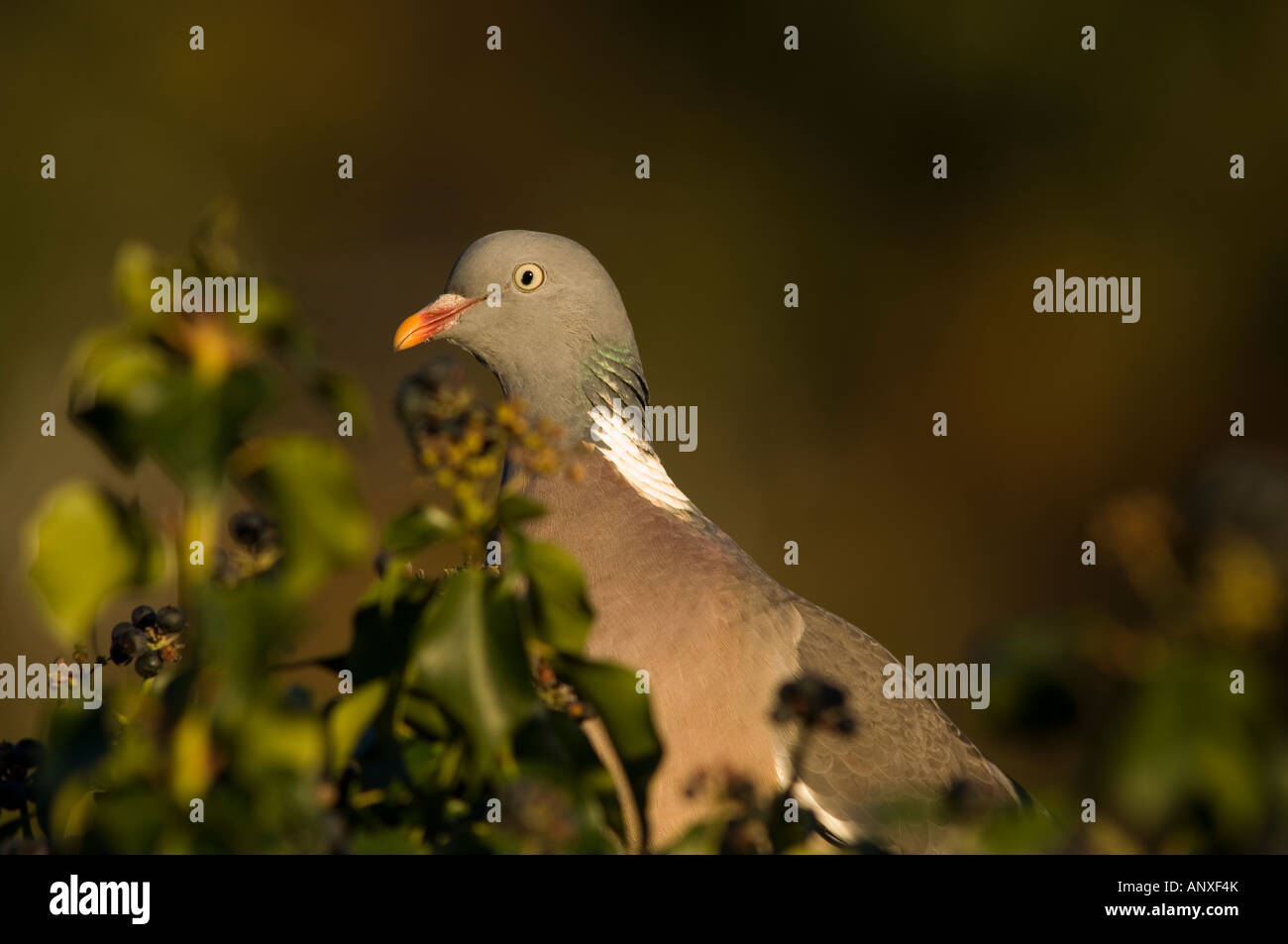 English ivy bird hi-res stock photography and images - Alamy