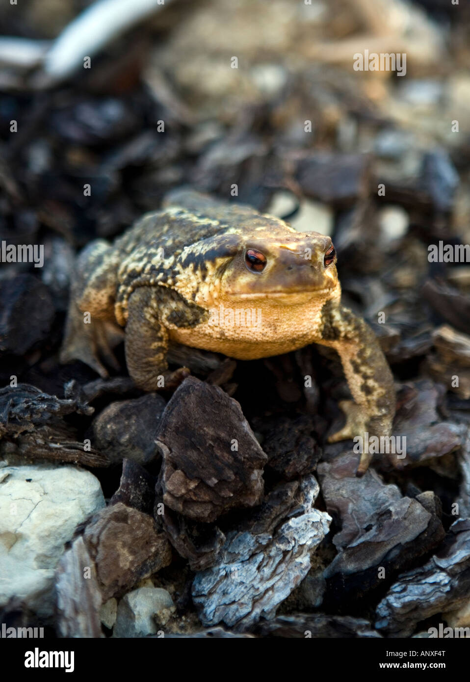 Toad still life hi-res stock photography and images - Alamy