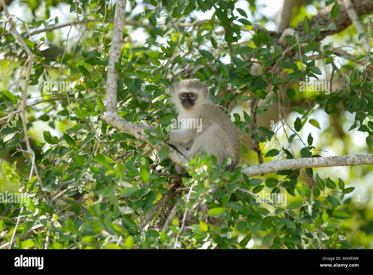Vervet monkey - cub sitting in tree / Cercopithecus pygerythrus Stock ...