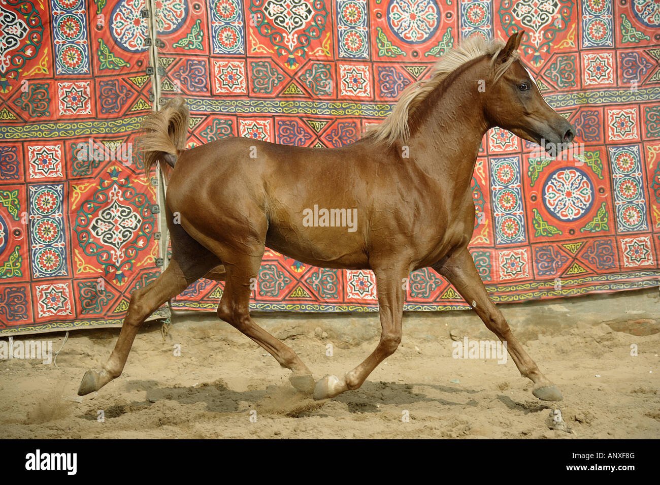 Asil Arabian horse - walking Stock Photo - Alamy