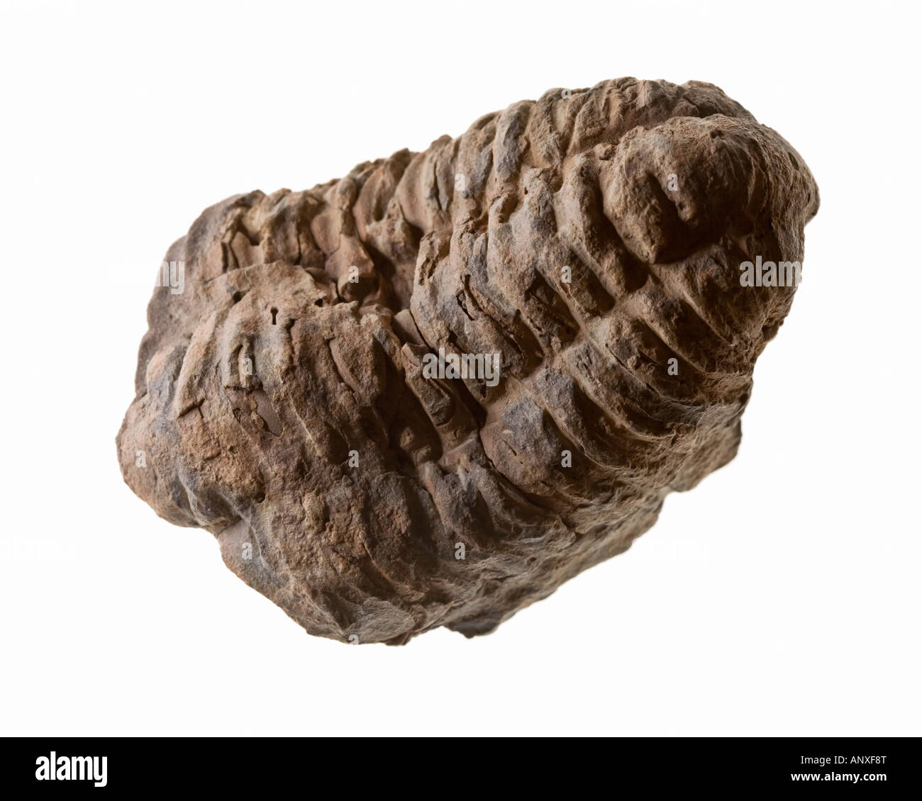 Fossil Trilobite an extinct arthropod from the cambrian permian periods ...