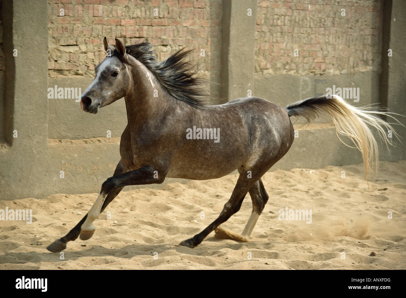 Asil Arabian horse - running in sand Stock Photo - Alamy