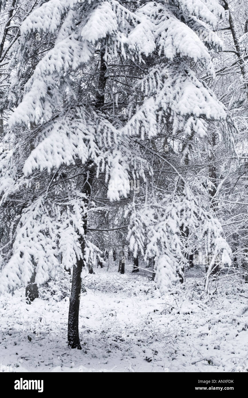 Snow laden tree in a plantation of conifers Stock Photo - Alamy