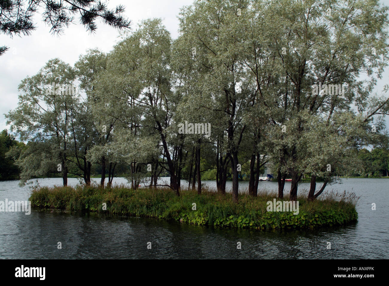 Silver Leaf Trees on an Island Catherine Park Lake Tsarskoe Selo Russia ...