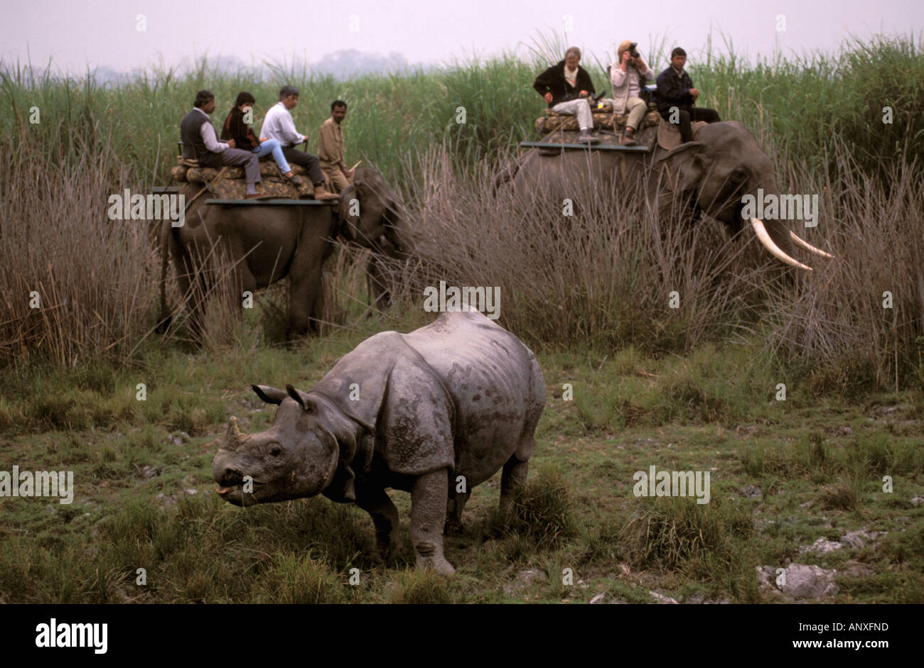 Asia, India, Kaziranga National Park, Assam. Rhino viewing Stock Photo ...