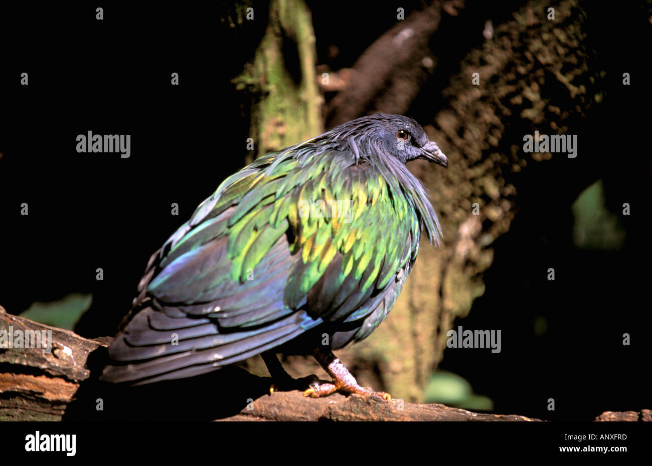 Asia, India, Andaman and Nicobar Islands, Endemic. Nicobar pigeon ...