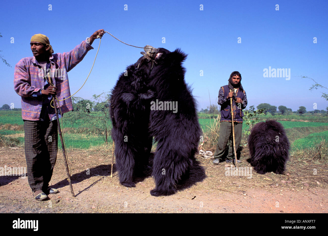 Dancing bear asia hi-res stock photography and images - Alamy