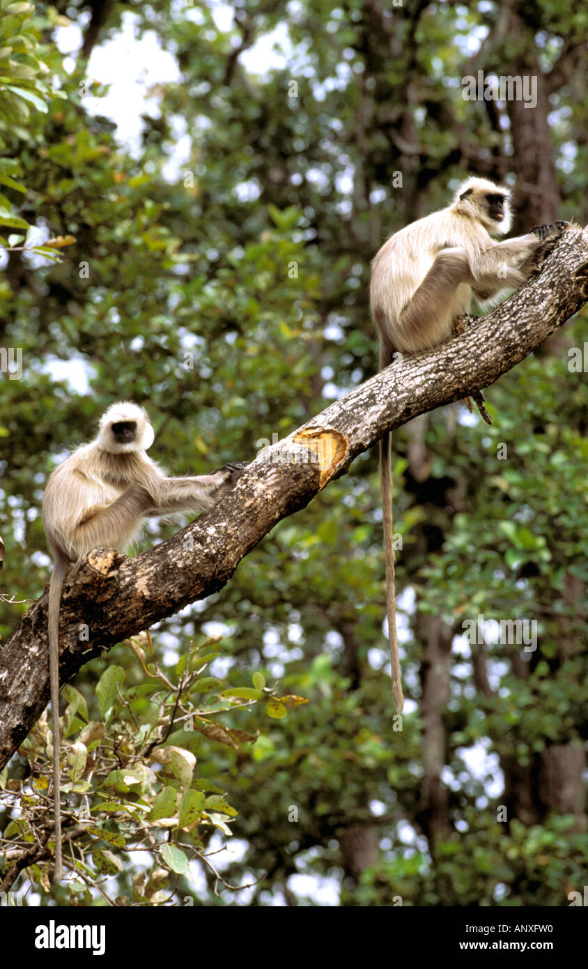Presbytis antellus hi-res stock photography and images - Alamy