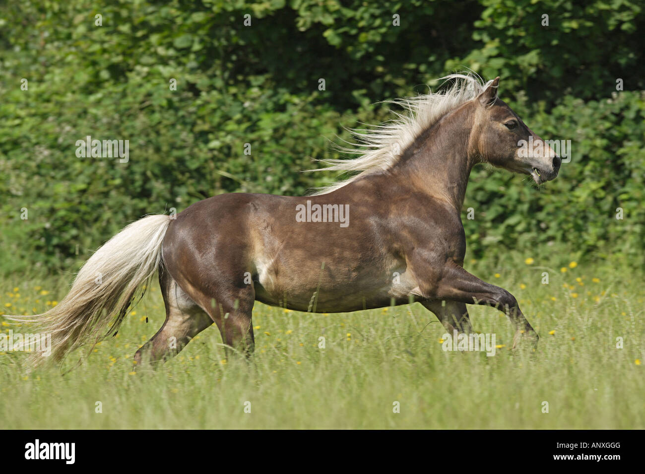 American Shetland Pony - walking on meadow Stock Photo - Alamy
