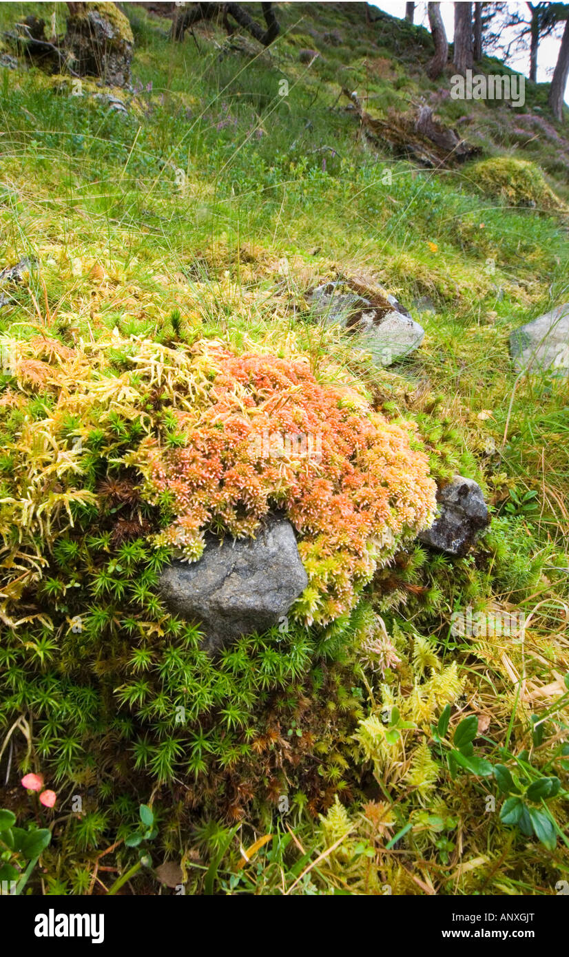 Sphagnum moss hi-res stock photography and images - Alamy