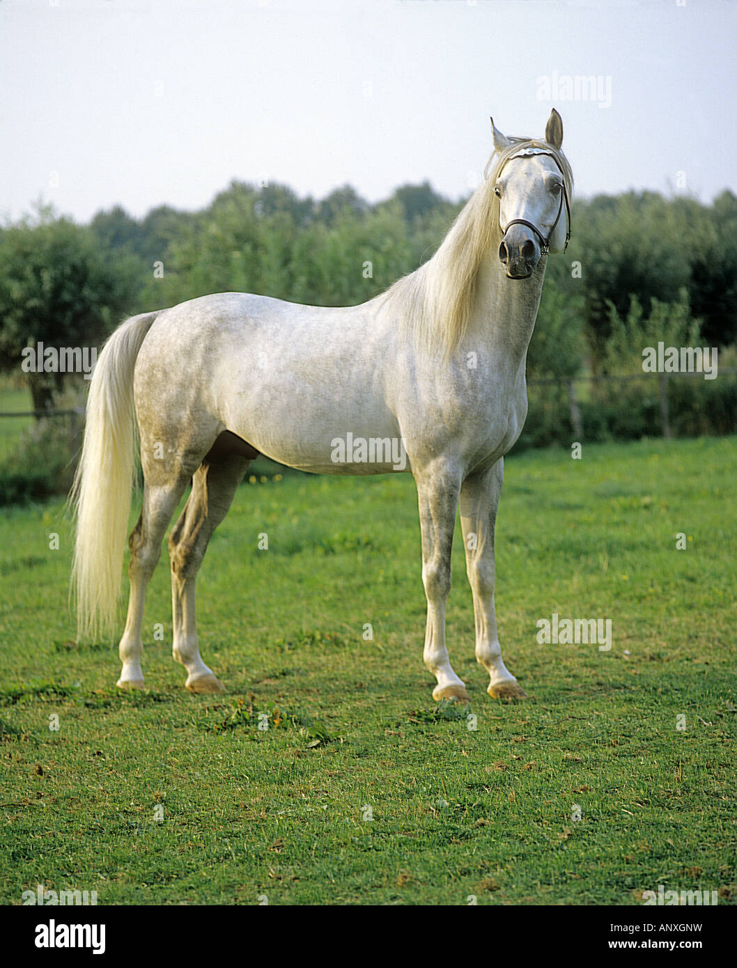 White Arabian Horse Standing