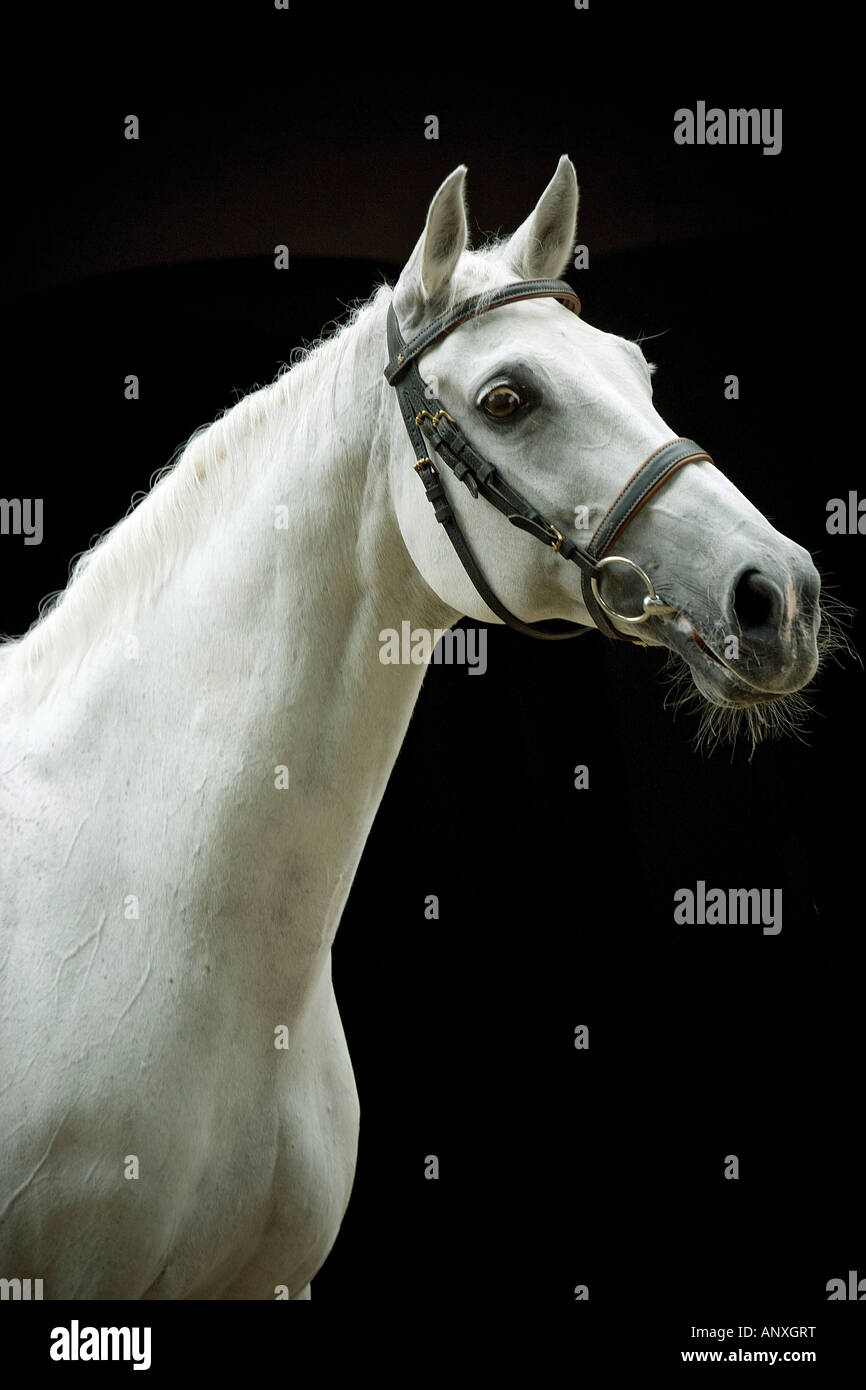 Holstein - portrait Stock Photo - Alamy