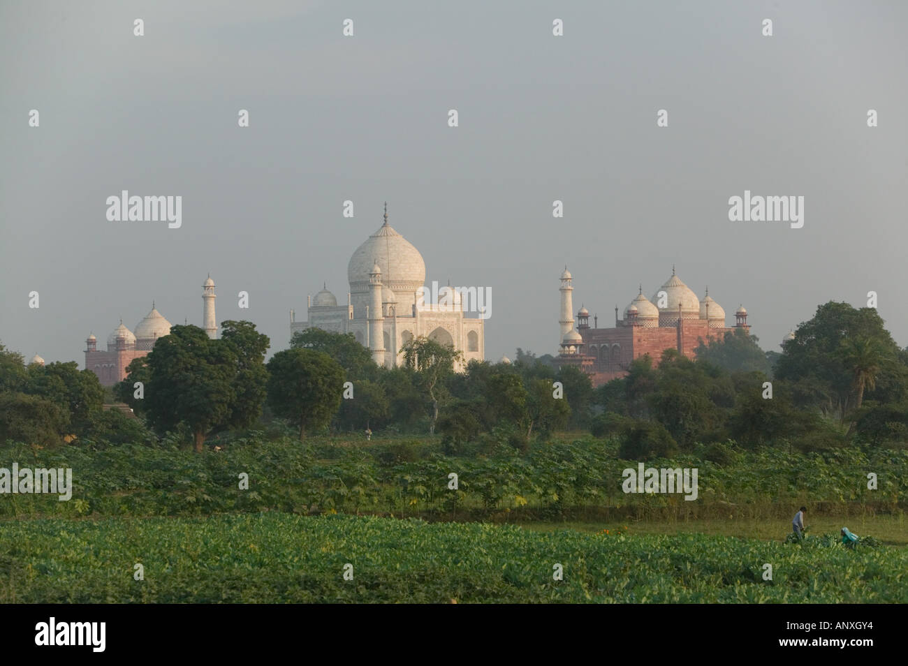INDIA, Uttar Pradesh, Agra: Taj Mahal Area, Viewed from Fields across ...