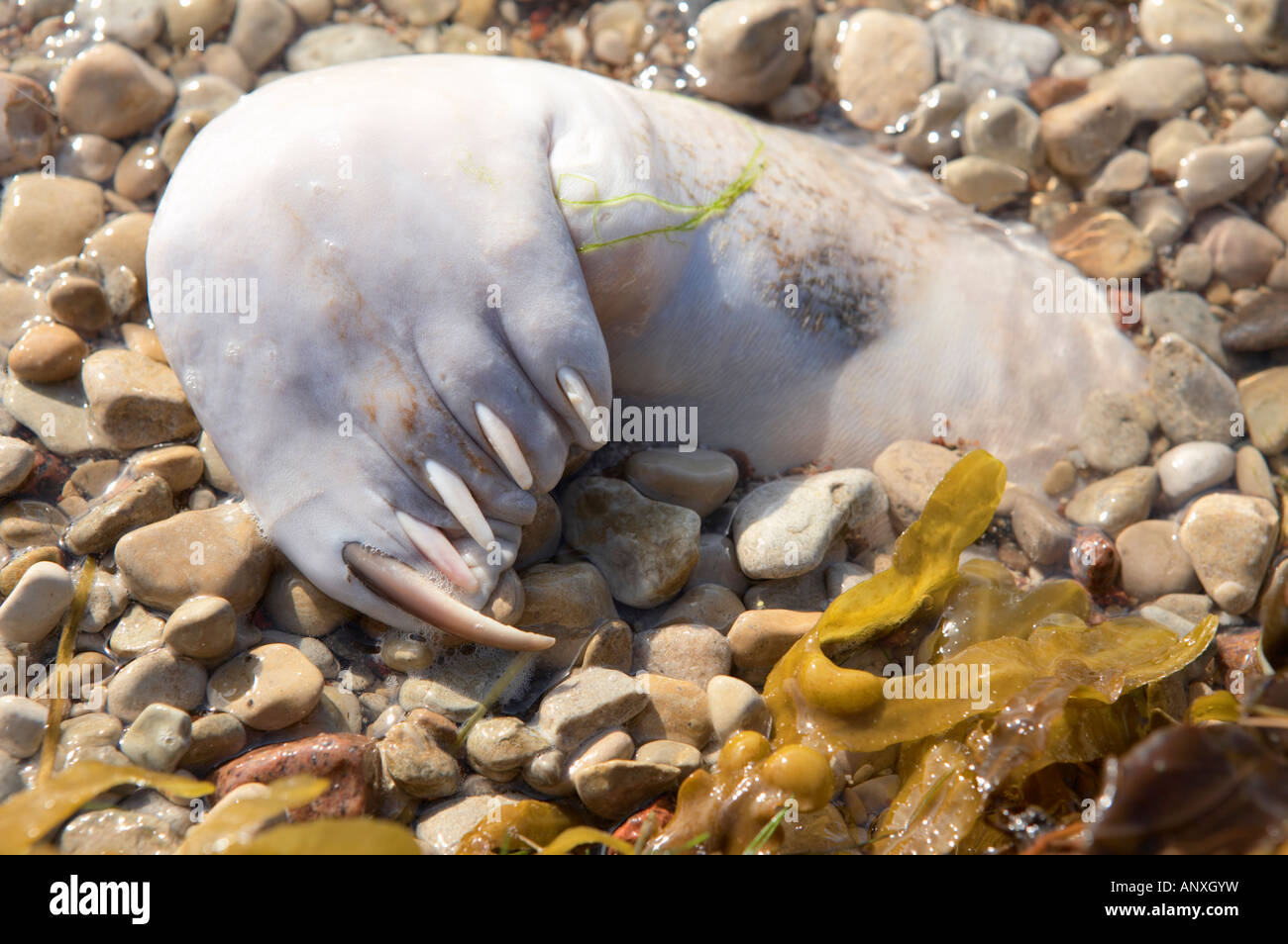 Dead seal beneath beach sand, Sõrve peninsula, Saaremaa, Estonia Stock ...