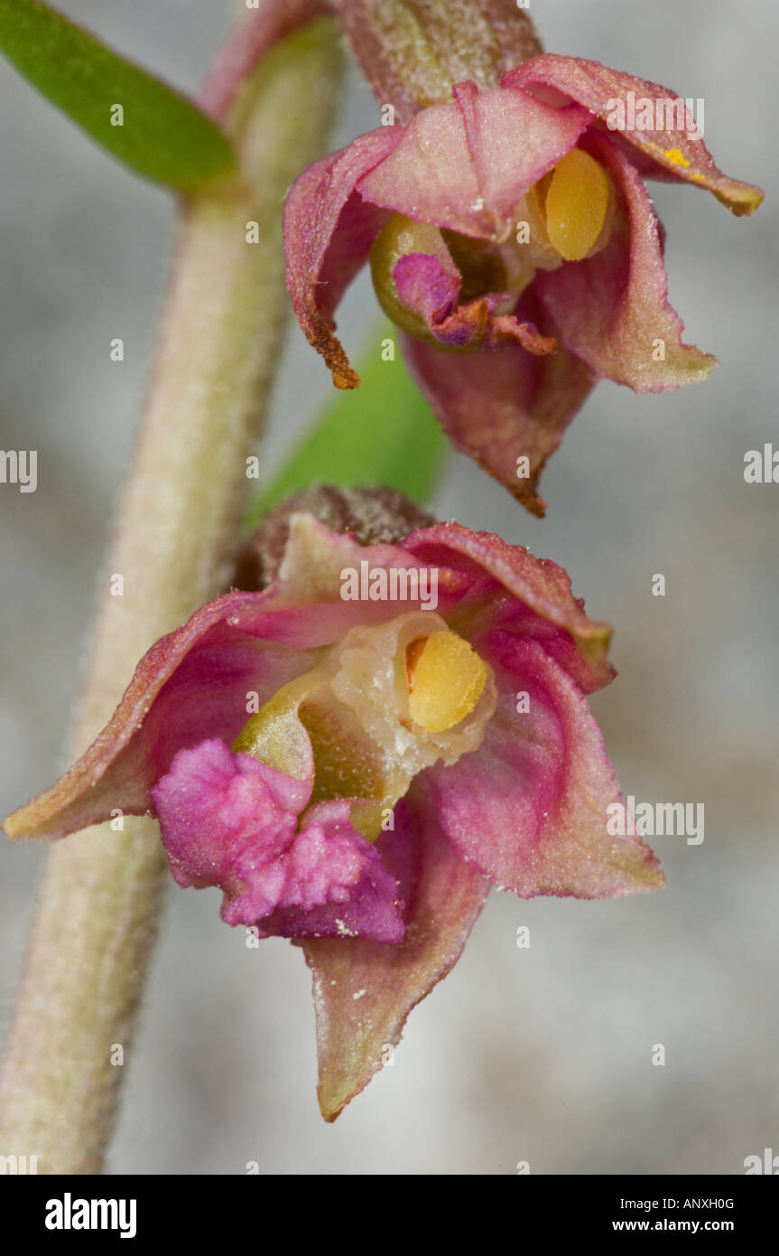 Dark-red Helleborine (Epipactic atrorubens), flower detail Stock Photo ...