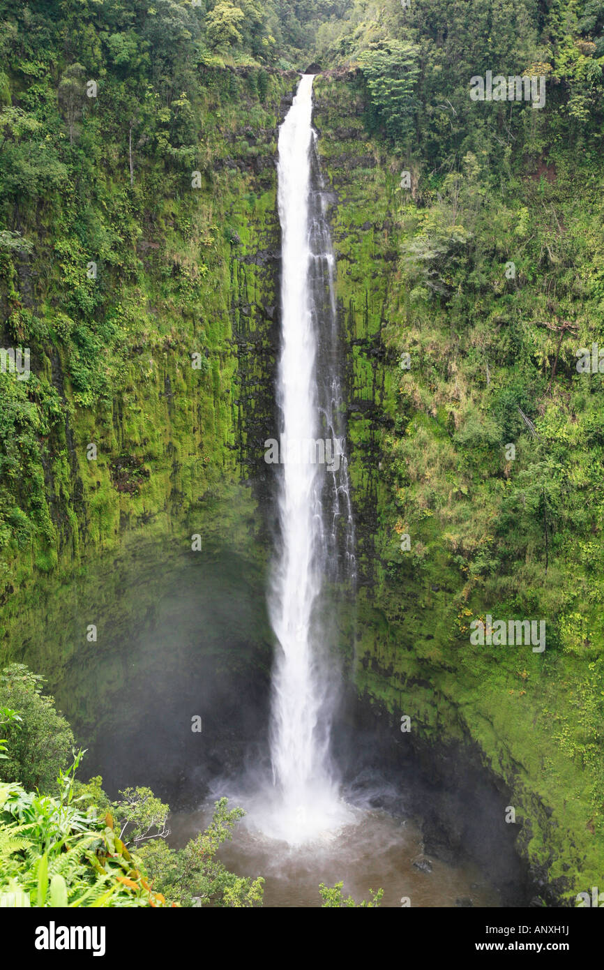 Hawaii jungle hi-res stock photography and images - Alamy