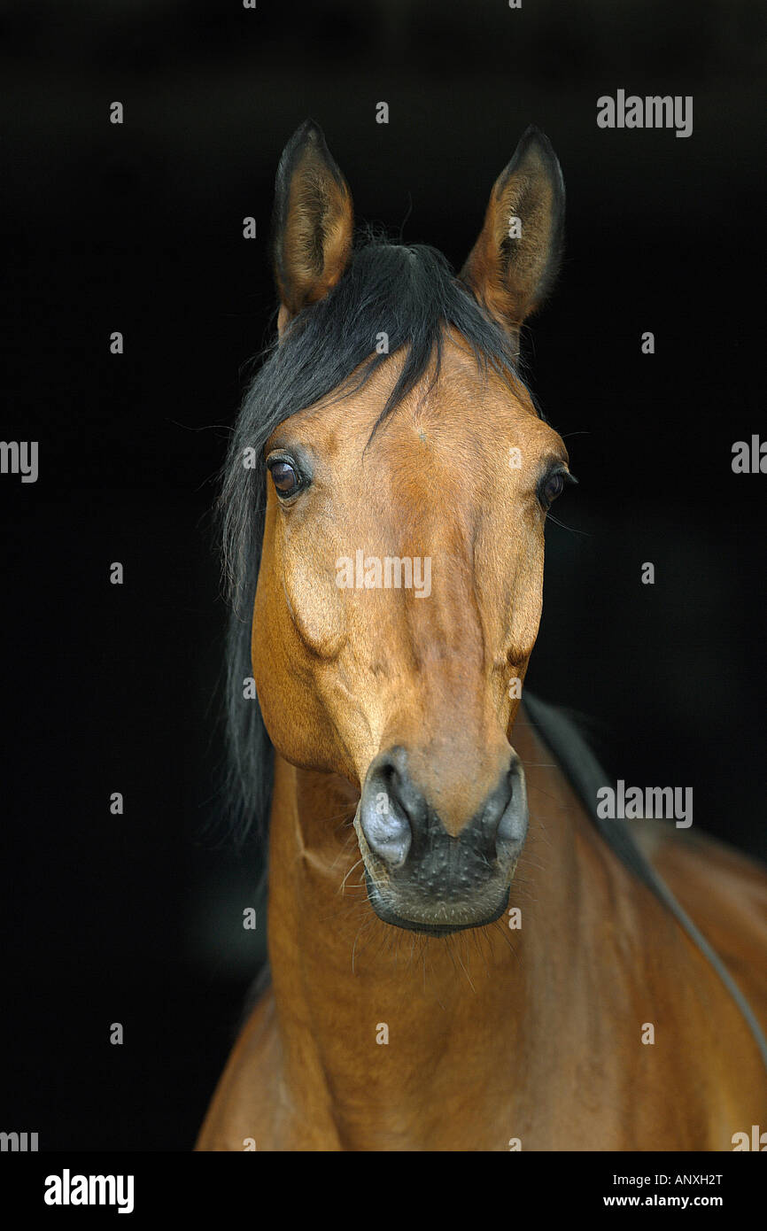 Anglo Arabian horse - portrait Stock Photo - Alamy