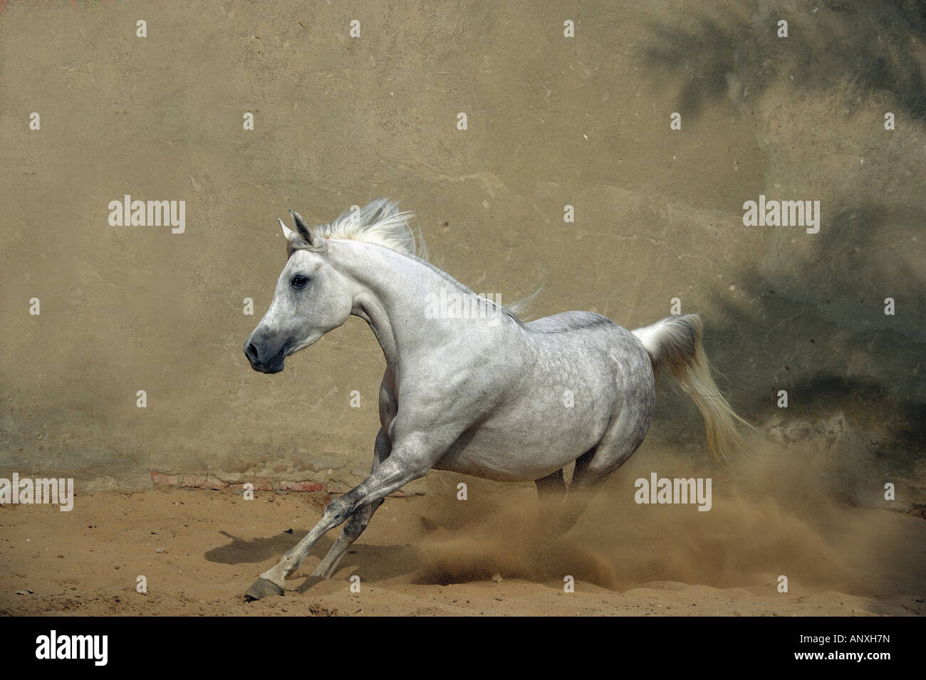 Asil Arabian. Gray adult galloping in the desert Stock Photo - Alamy