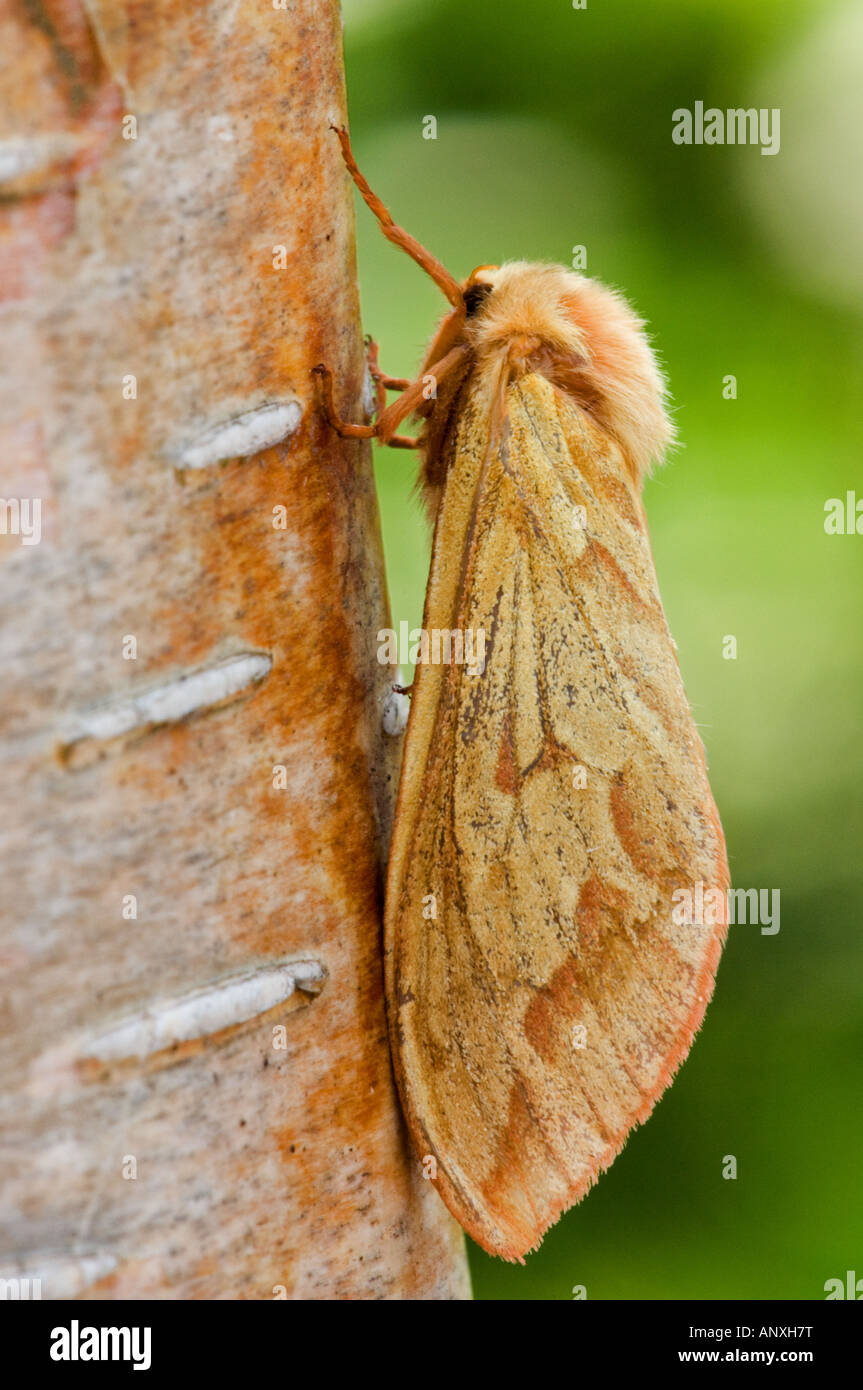Ghost Moth (Hepialus humuli humuli Stock Photo - Alamy