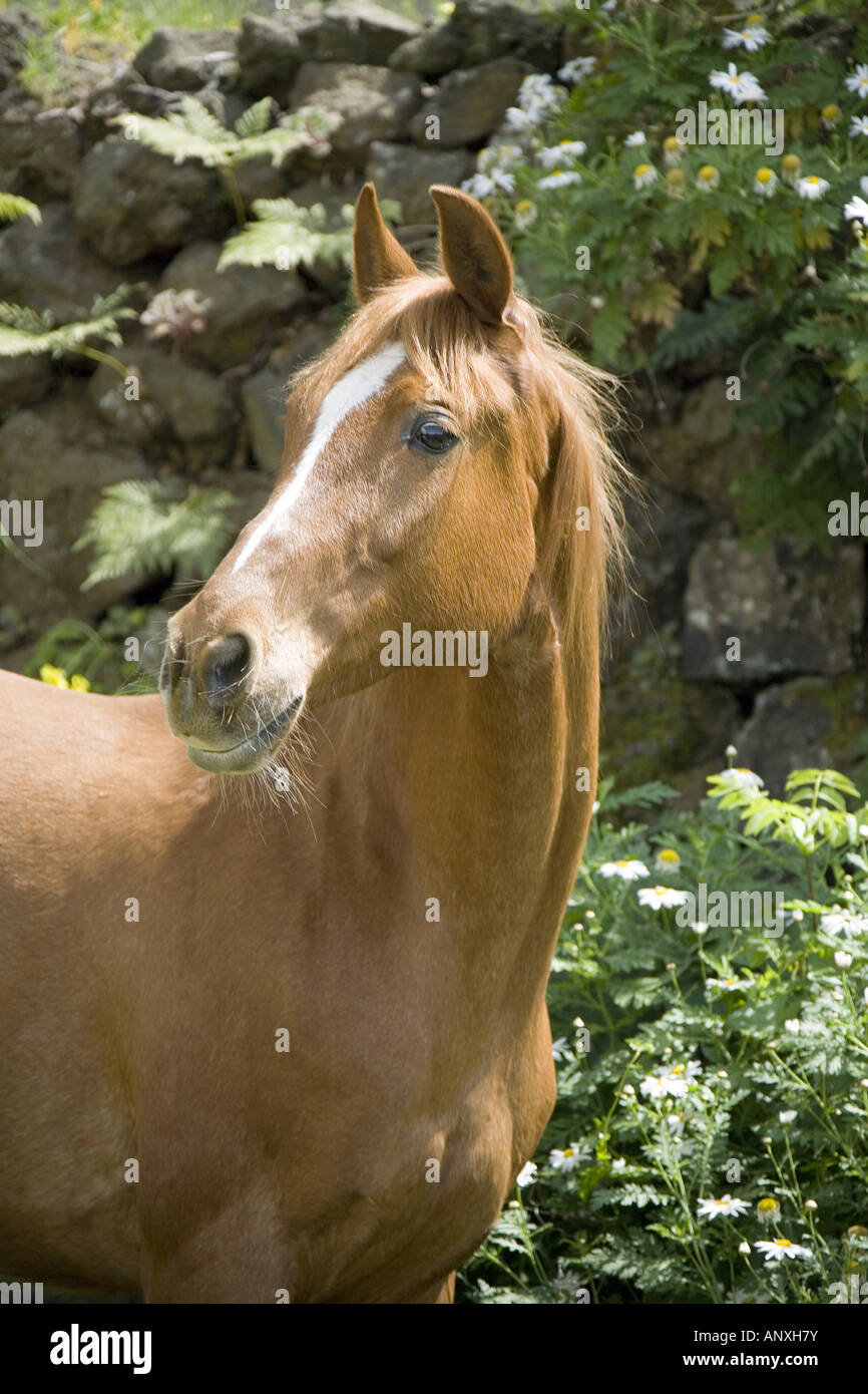 Anglo Arabian horse - portrait Stock Photo - Alamy
