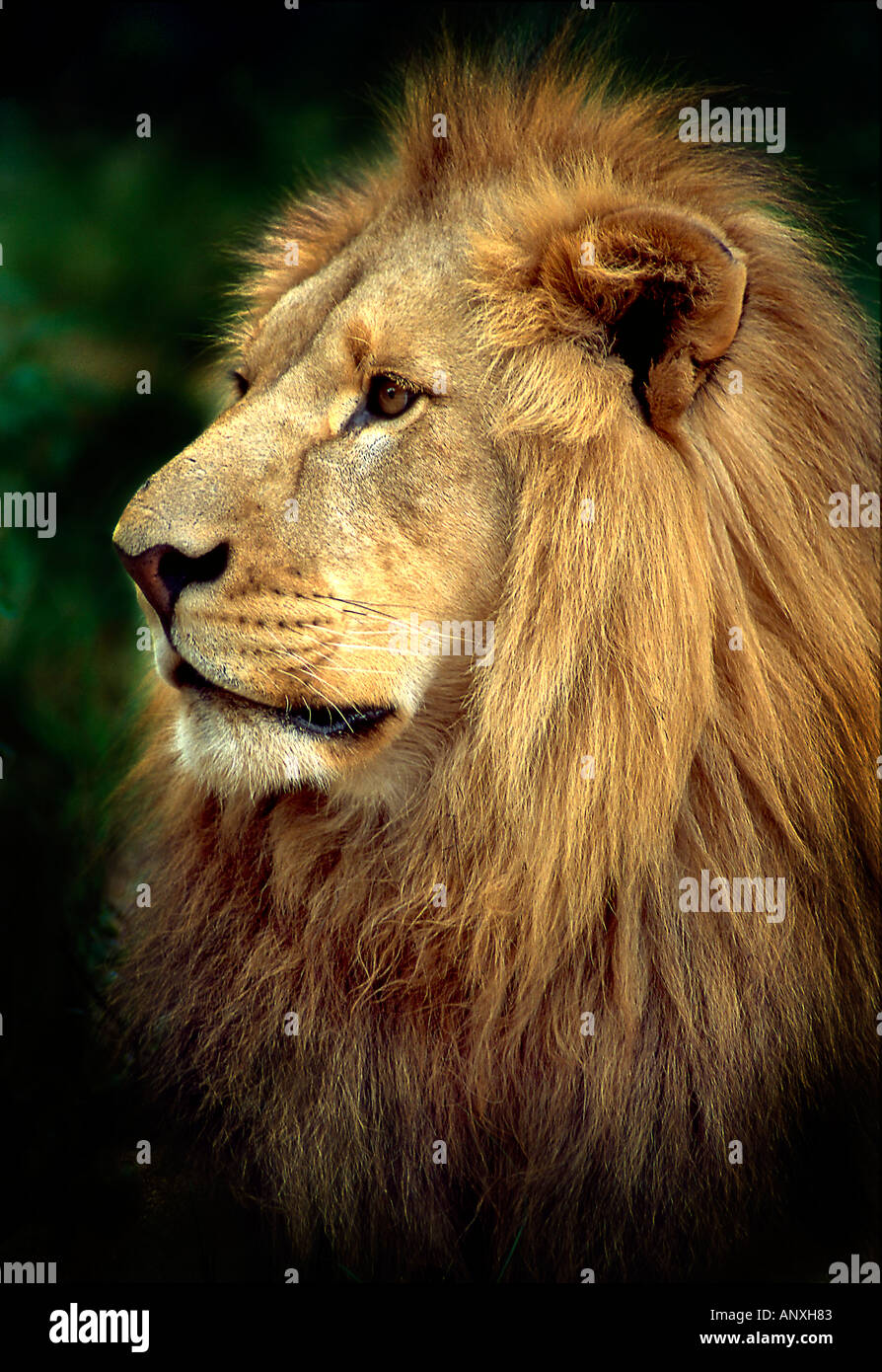 male lion portrait close up detail of head and mane lion looking ...