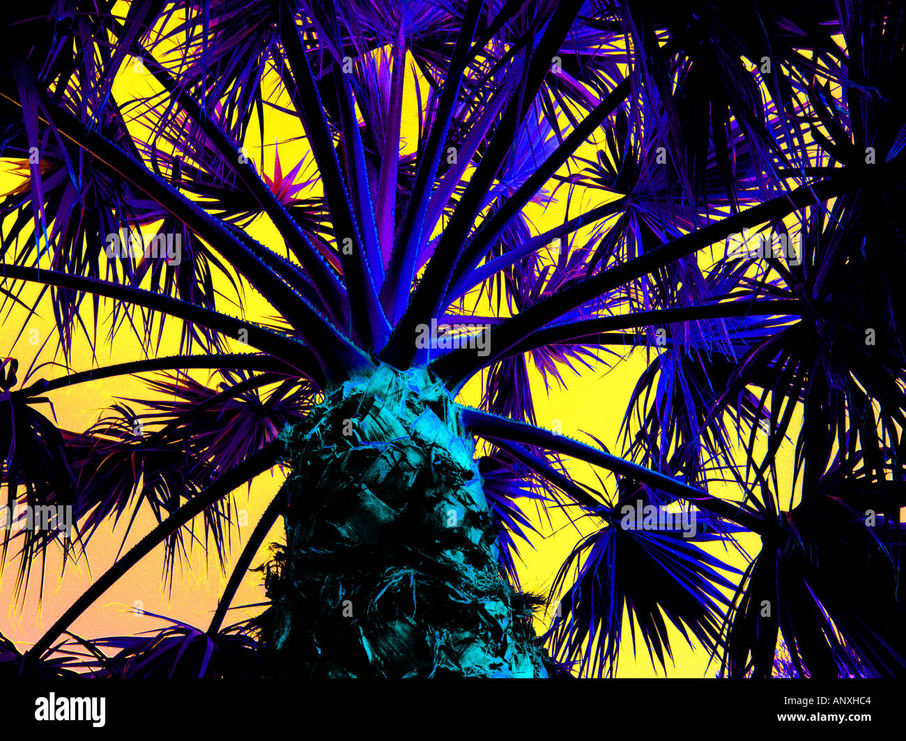 photo illustration palm tree strange bizarre colours Stock Photo - Alamy