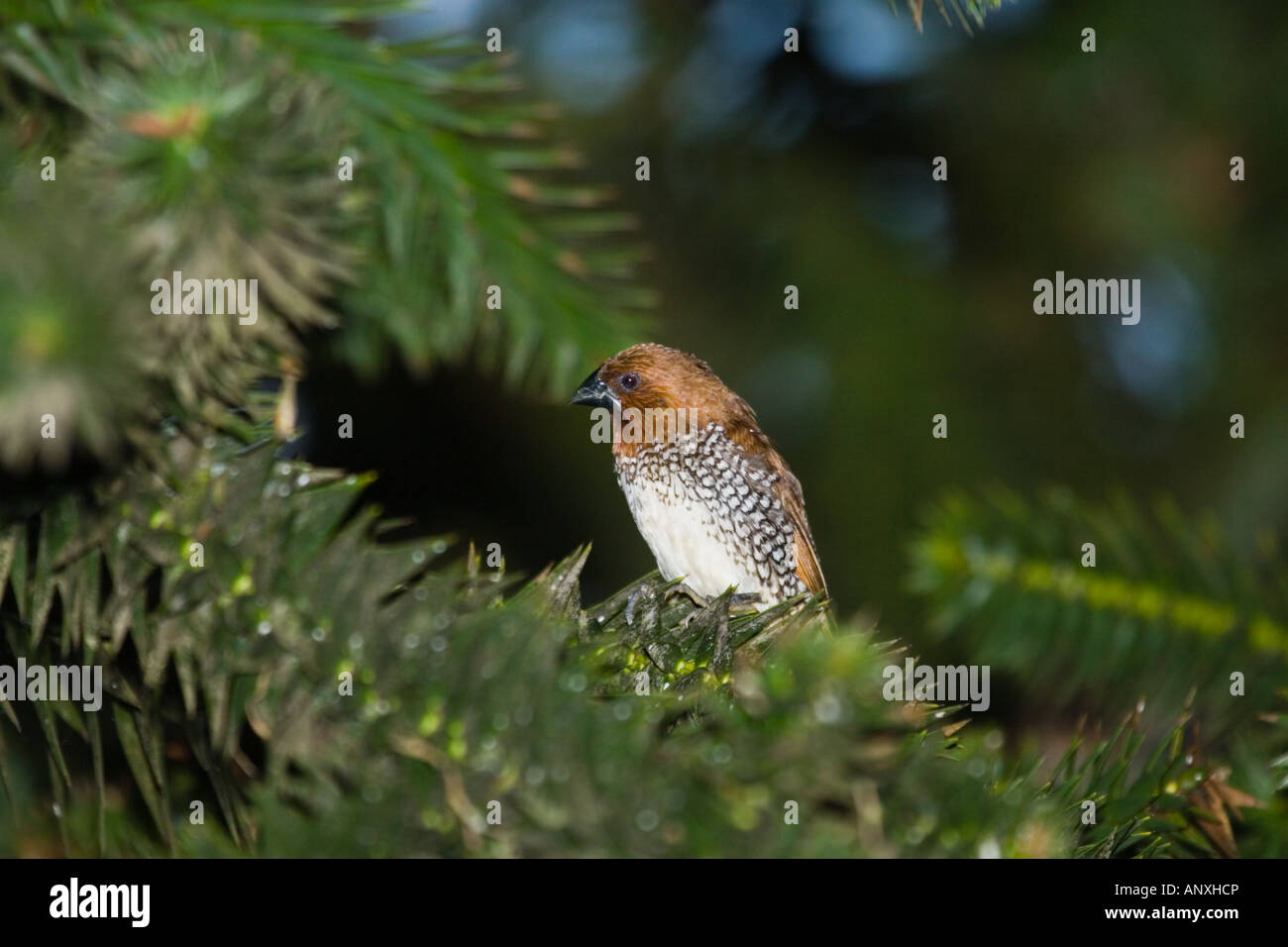 Scaly-breasted Munia, Lonchura punctulata also known as Nutmeg Mannikin ...