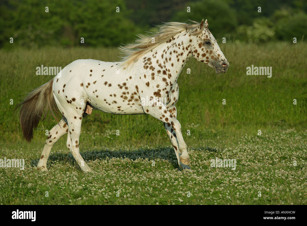 Appaloosa on meadow Stock Photo - Alamy