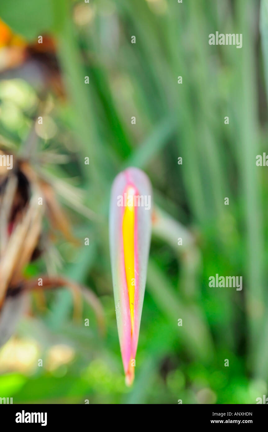 Bird of Paradise flower breaking out Stock Photo - Alamy
