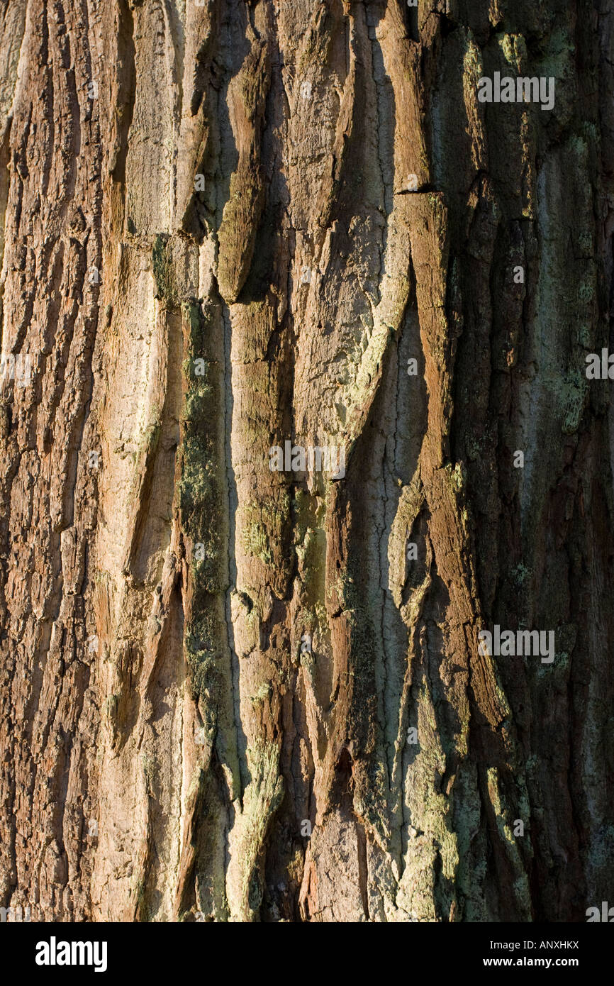Oak tree bark Stock Photo - Alamy