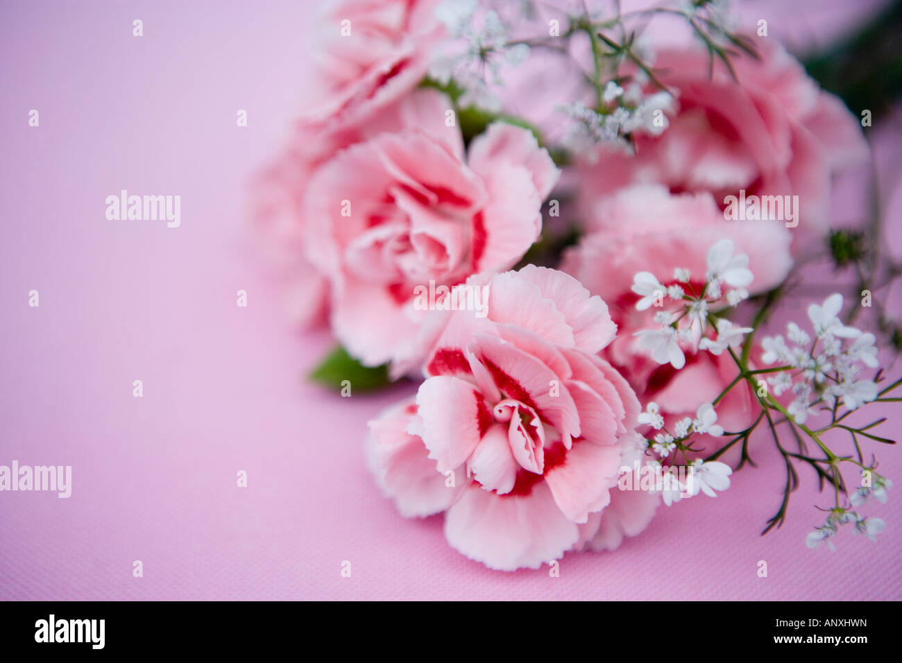 Bunch of Carnations Stock Photo - Alamy