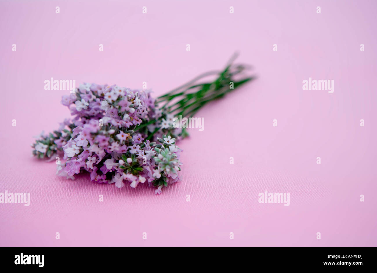 Pick lavender hi-res stock photography and images - Alamy