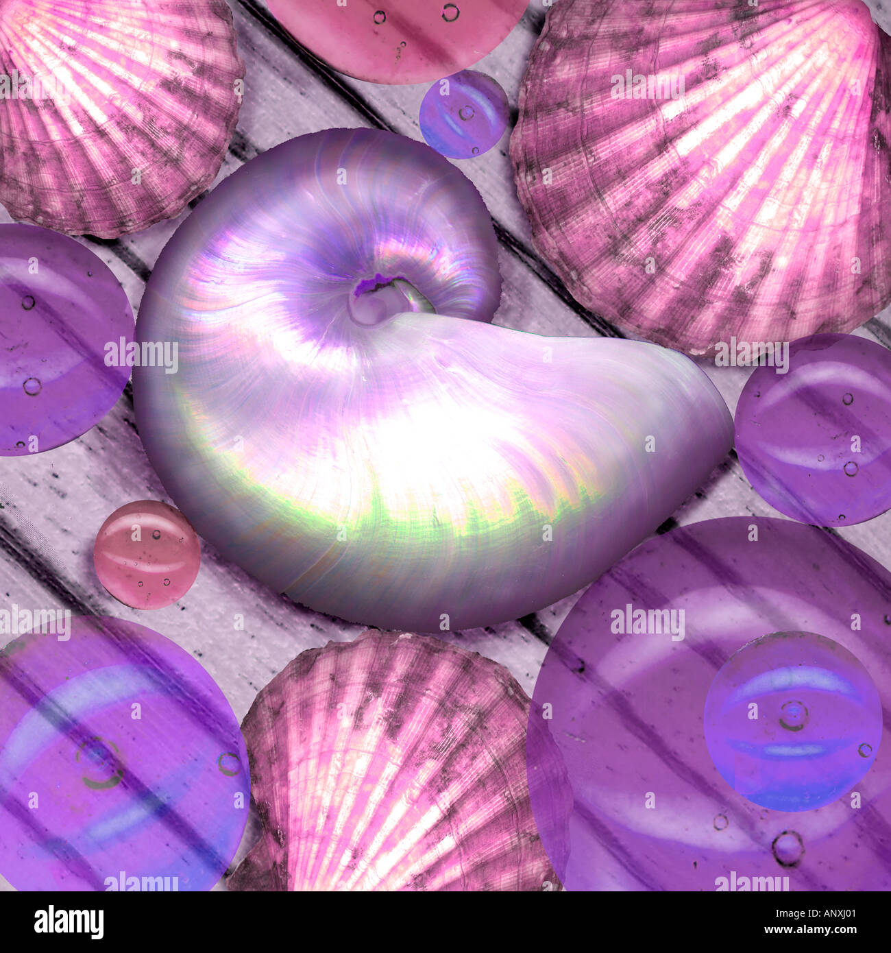 shells on wood planks graphic photo illustration nautilus Stock Photo ...