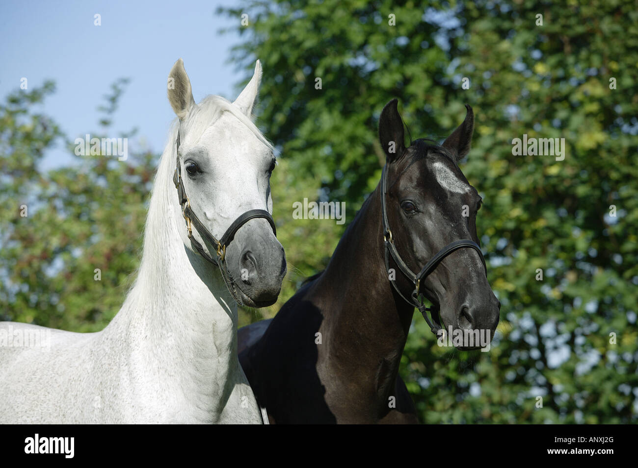 Two barbs hi-res stock photography and images - Alamy