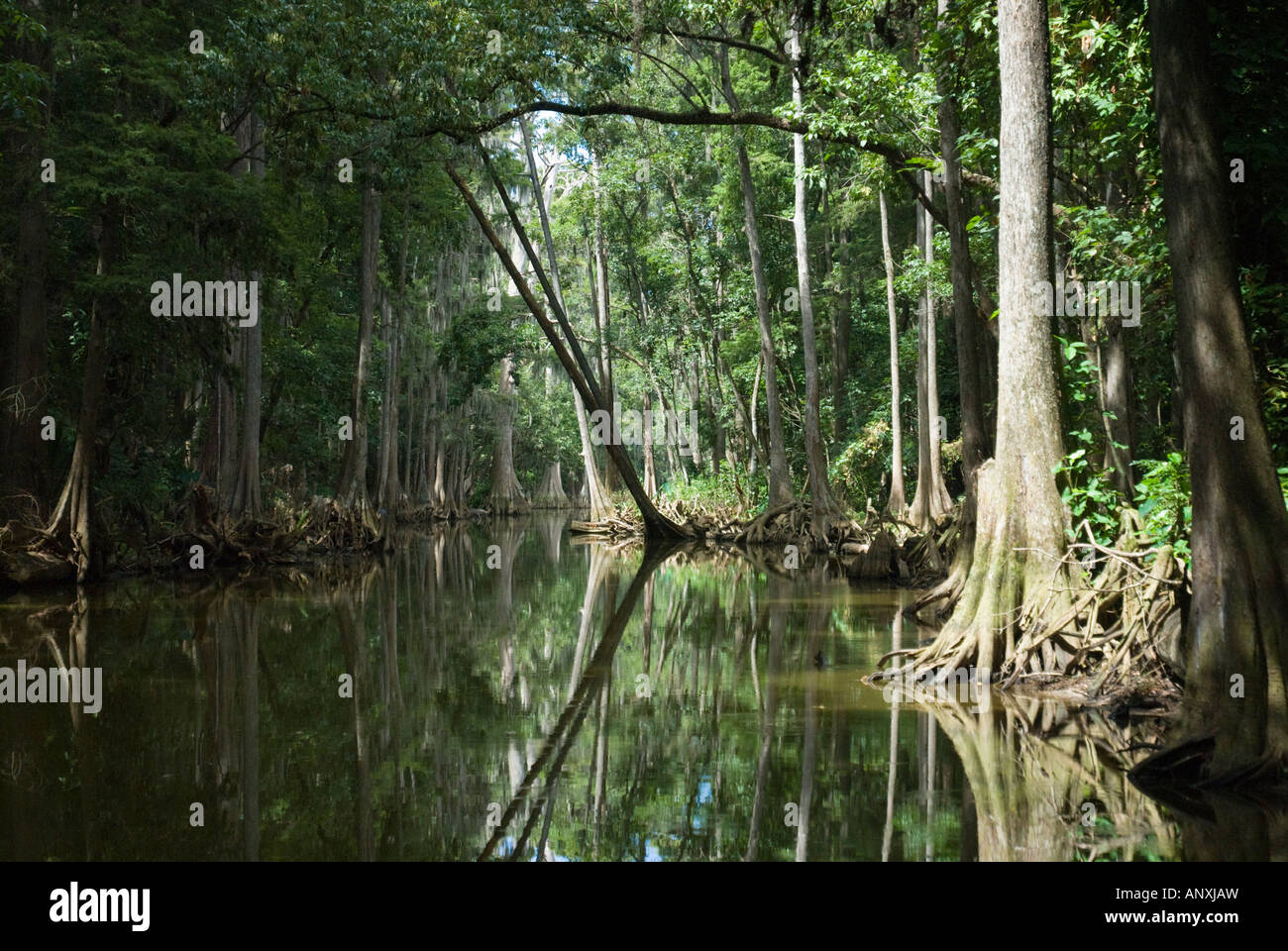 Swamp root hi-res stock photography and images - Alamy