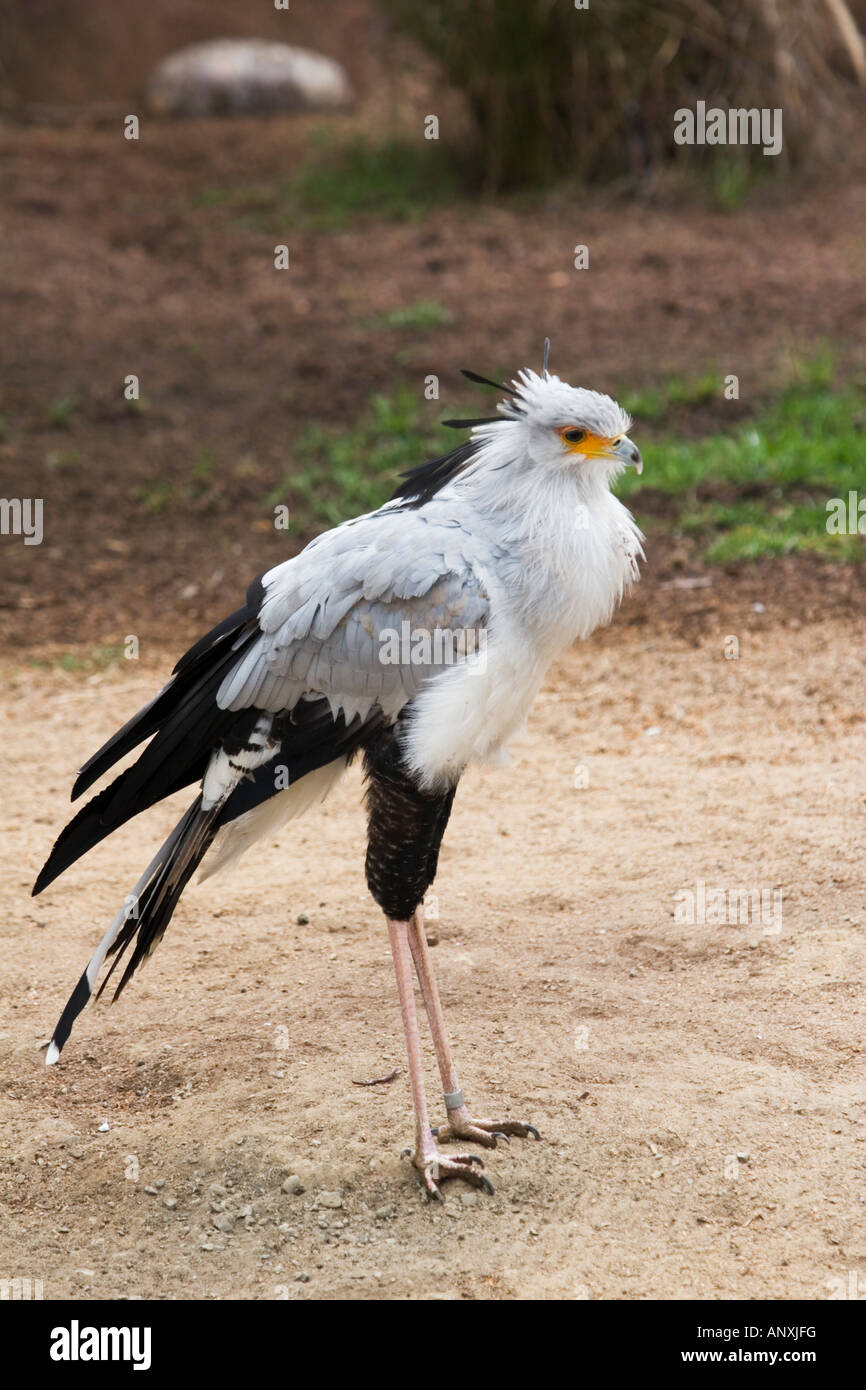 Secretary bird zoo hi-res stock photography and images - Alamy