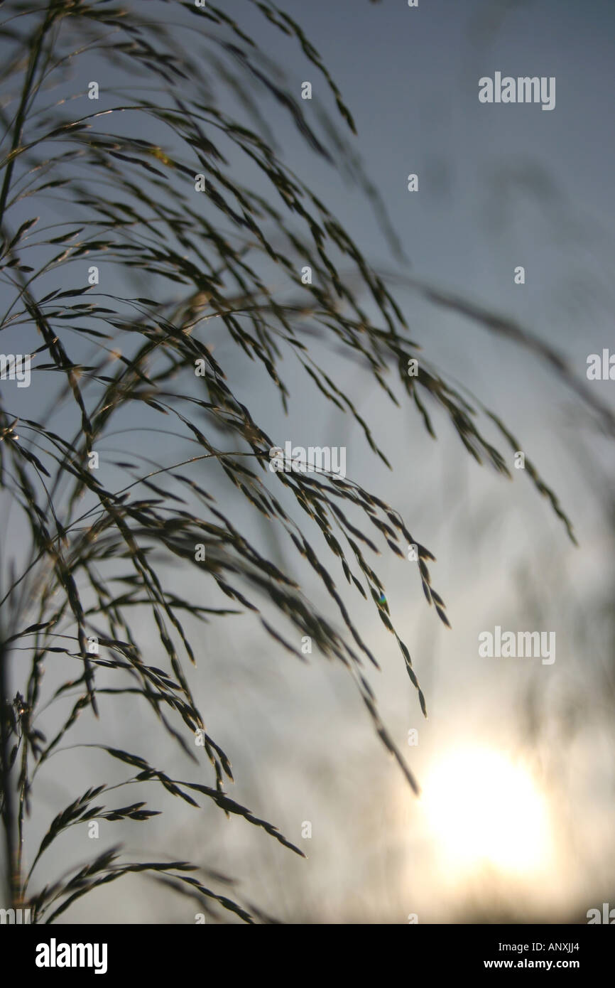Blade of grass against the light hi-res stock photography and images ...