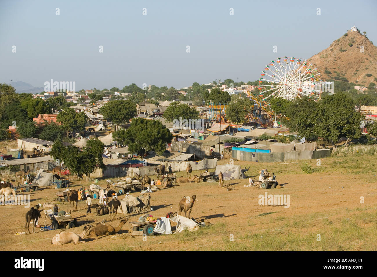 INDIA, Rajasthan, Pushkar: PUSHKAR CAMEL FAIR, Livestock and Camels ...