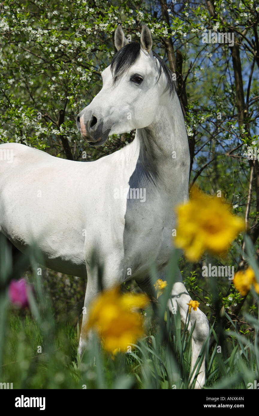 Arabian horse - standing Stock Photo - Alamy