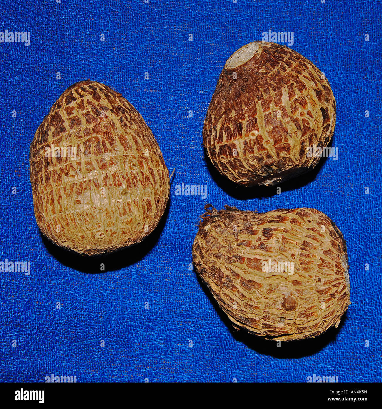 Eddoes hi-res stock photography and images - Alamy