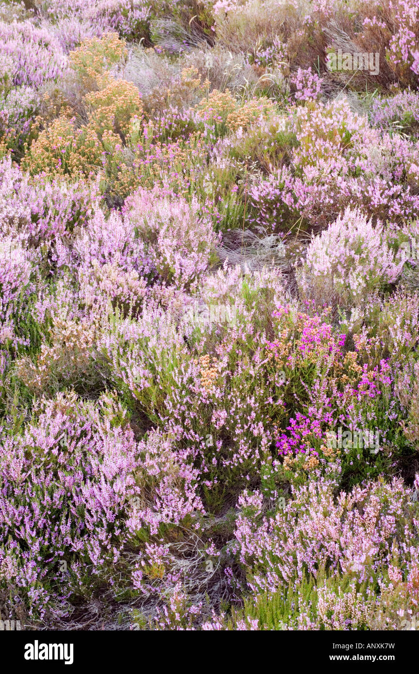 Scottish moor land hi-res stock photography and images - Alamy