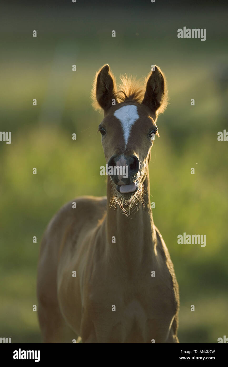 Arab-Barb - foal Stock Photo - Alamy
