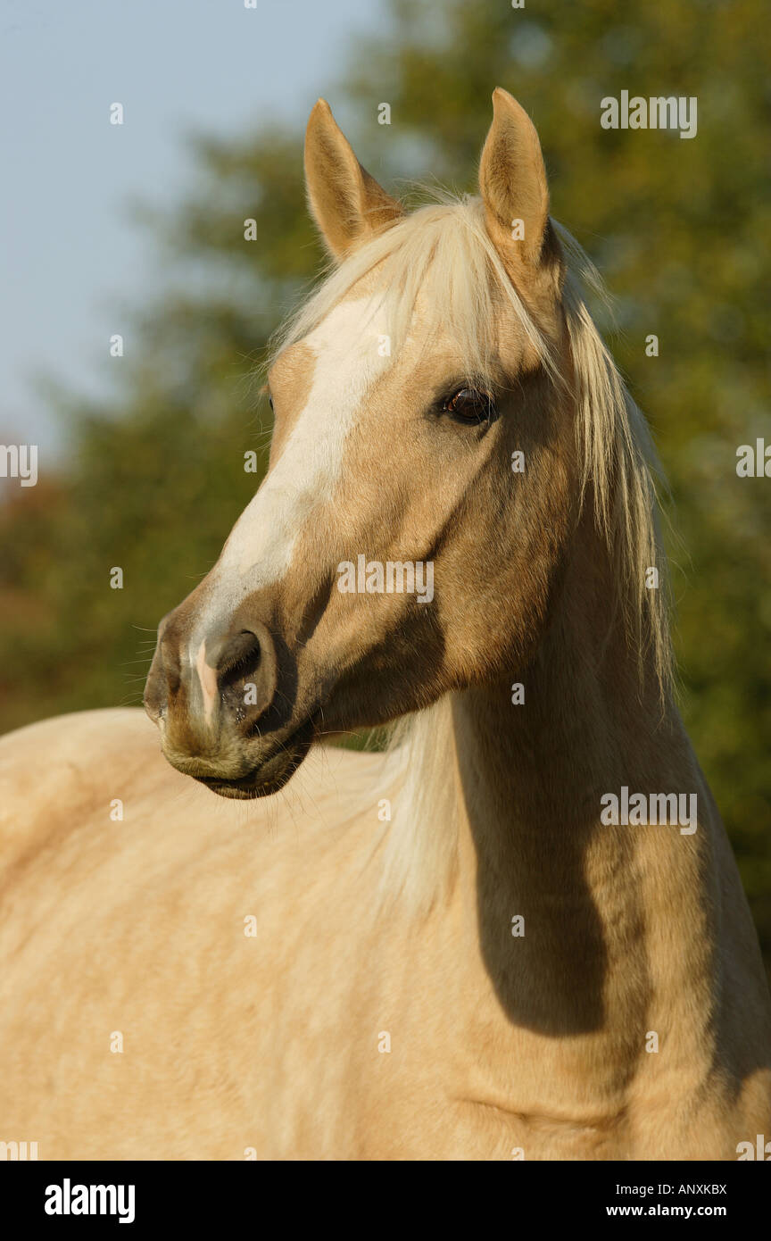 Anglo Arabian horse - portrait Stock Photo - Alamy