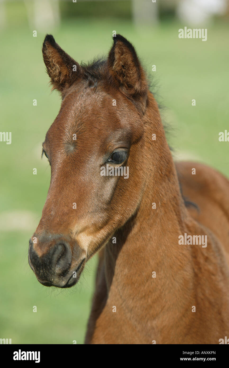 Anglo arabian horse foal hi-res stock photography and images - Alamy