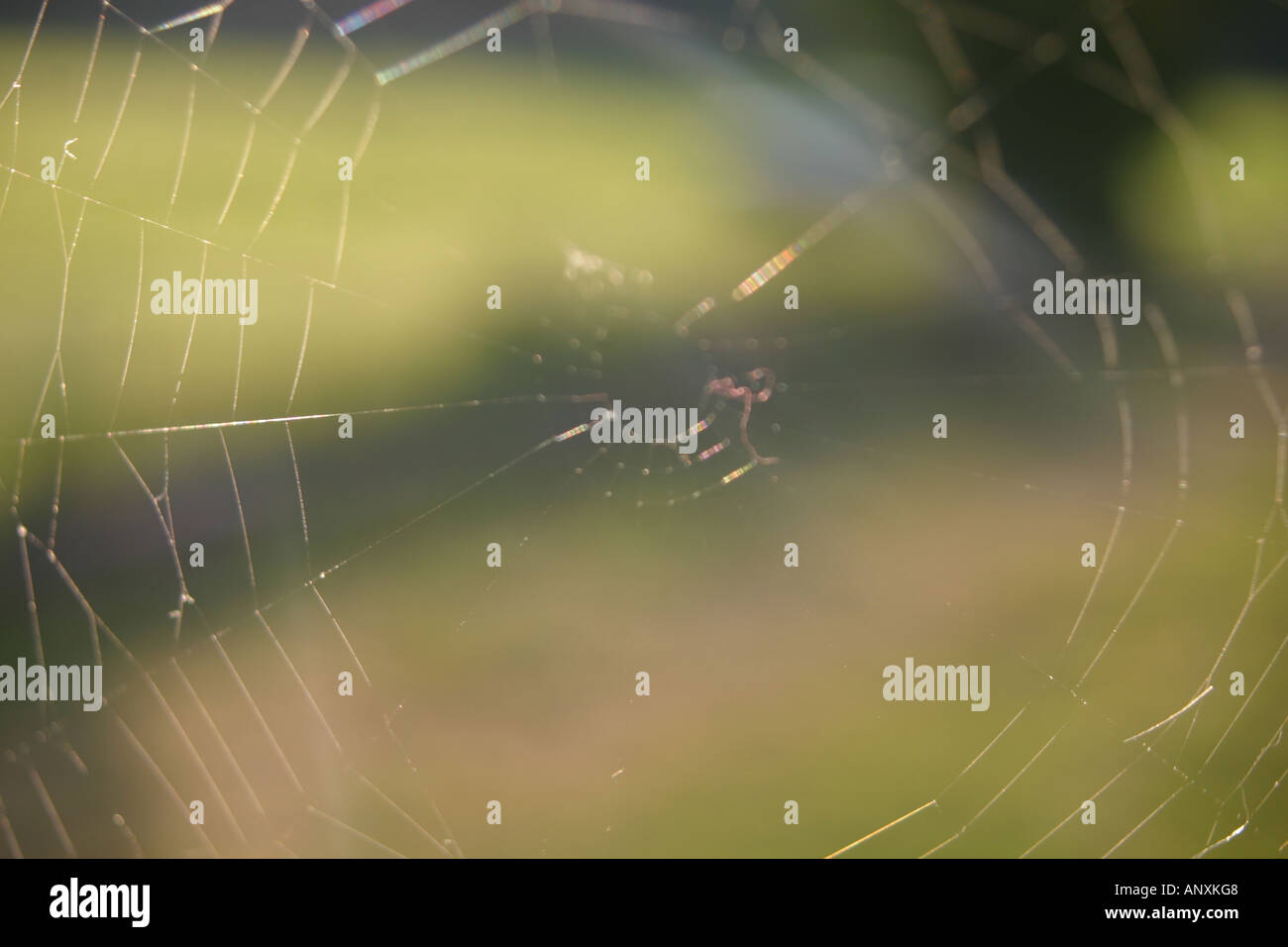 thin spiders web Stock Photo - Alamy