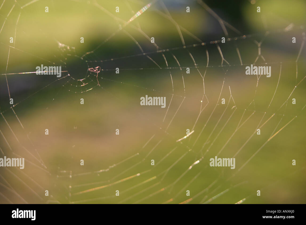 thin spiders web Stock Photo - Alamy
