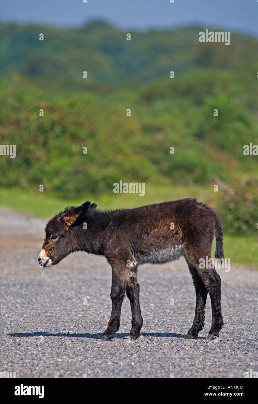 Donkey foal hi-res stock photography and images - Alamy